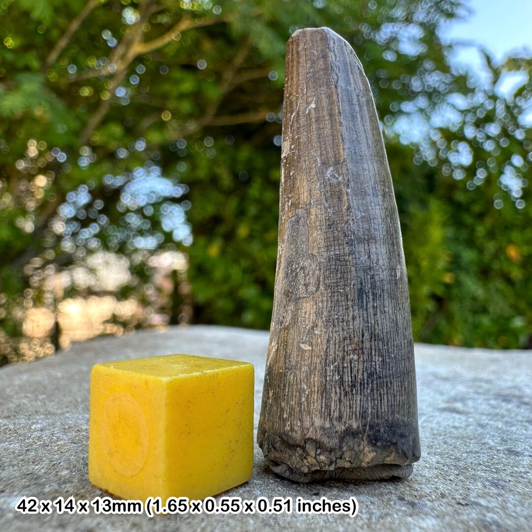 Sarcosuchus 'super Croc' Crocodile Tooth Fossil - Cretaceous Period ...