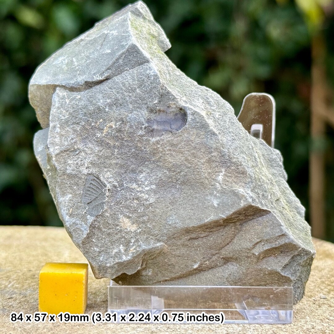 Rare British Trilobite ogyginus Fossil Partial Impression Ordovician ...