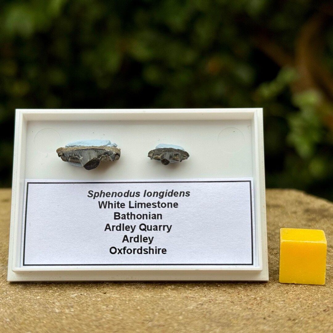 Set of 2 Sphenodus Longidens Shark Tooth Fossils, Jurassic Era, White ...