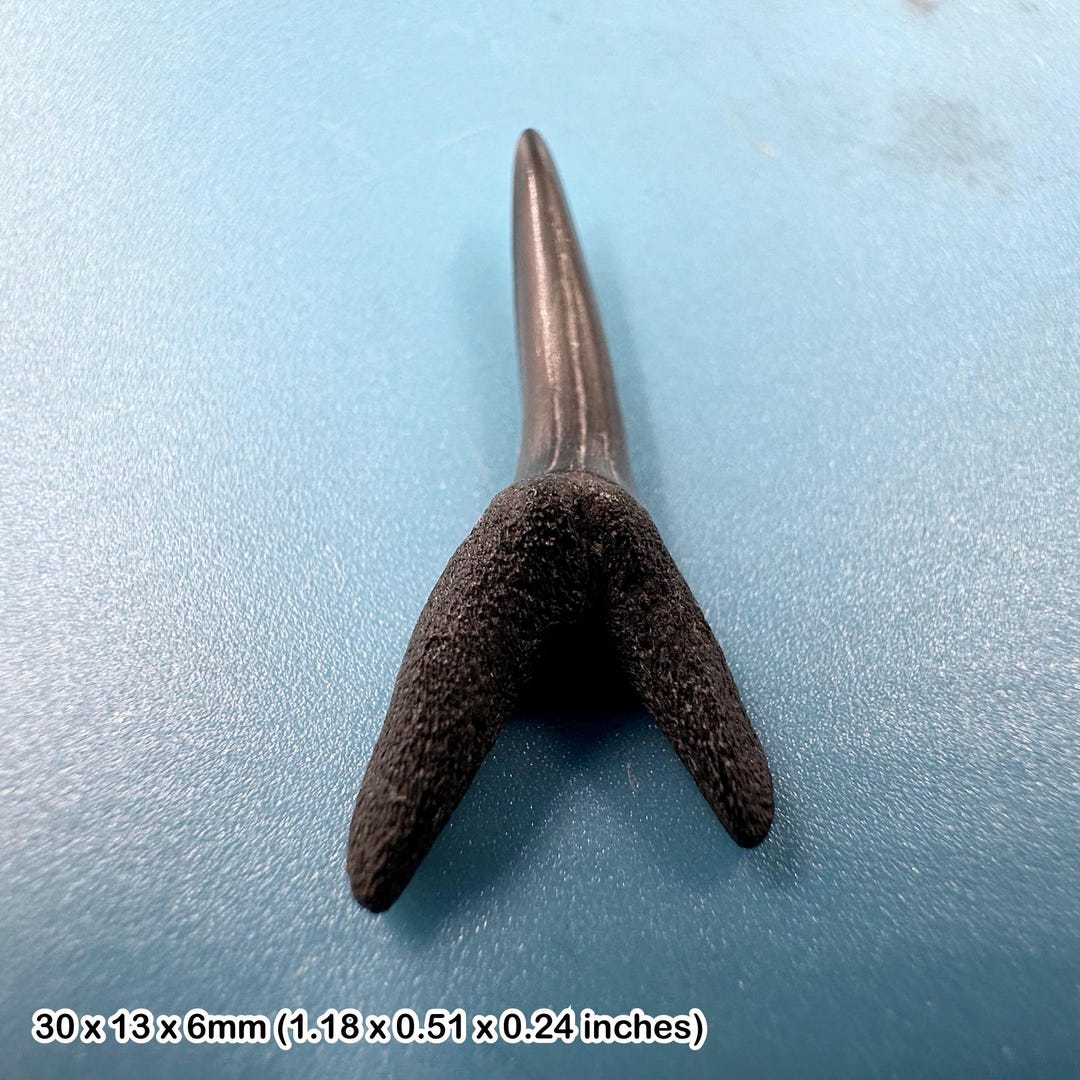 Fossil Sand Tiger Shark Tooth, Beltinge (herne Bay), Eocene, Kent, Uk ...