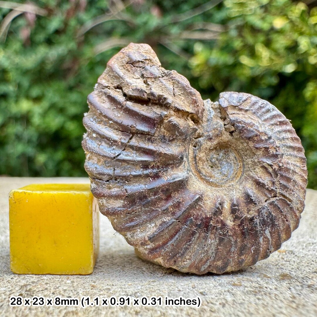 Rare Leptoplites Leptus Ammonite Fossil Albian Cretaceous France Aube ...