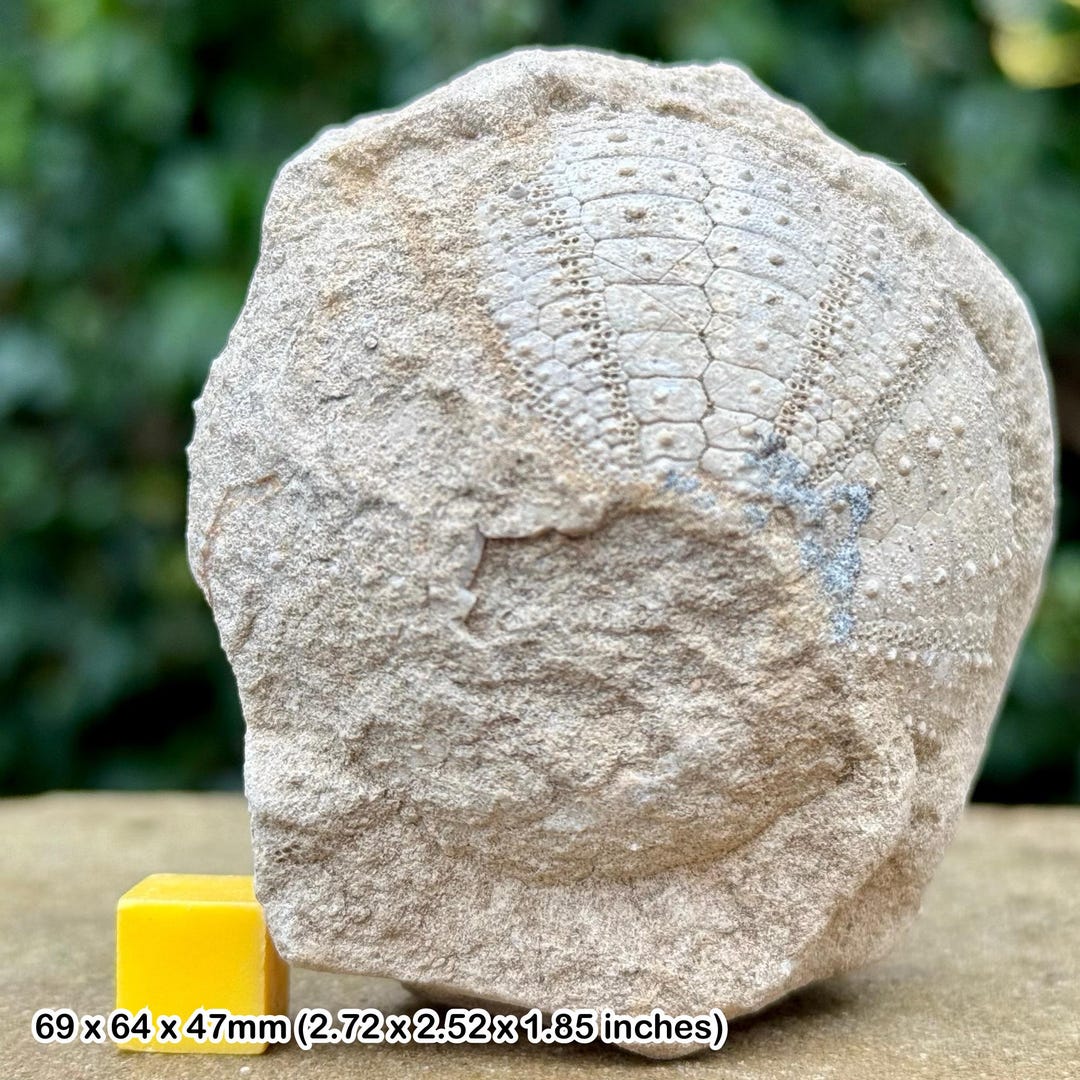 Genuine Regular Echinoid Fossil (sea Urchin), Miocene, West Java ...
