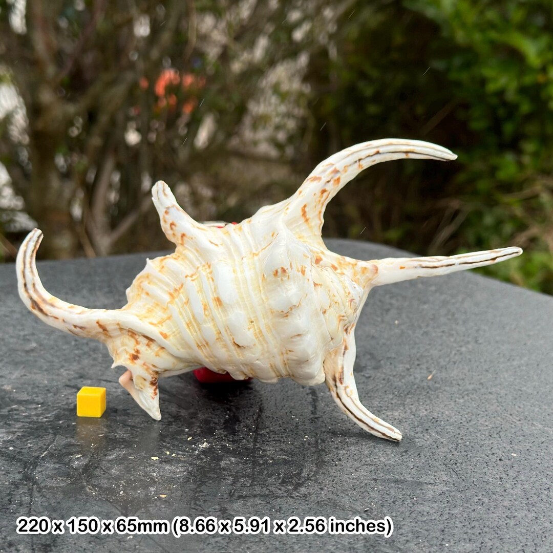 Giant Spider Chiragra Beach Seashell - Certified Genuine Shell - Etsy