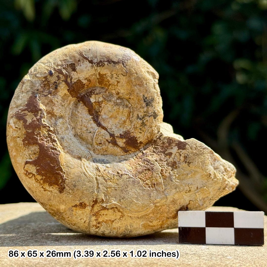 Lytoceras Fossil Ammonite - Beacon Limestone, Jurassic, Ilminster ...