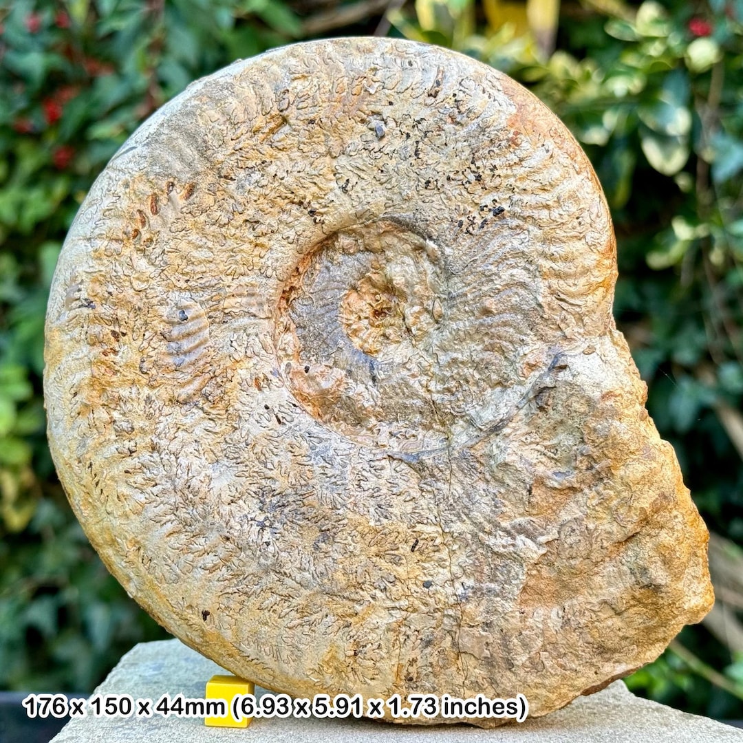 7 Harpoceras Fossil Ammonite Jurassic Beacon Limestone, Ilminster, Uk ...