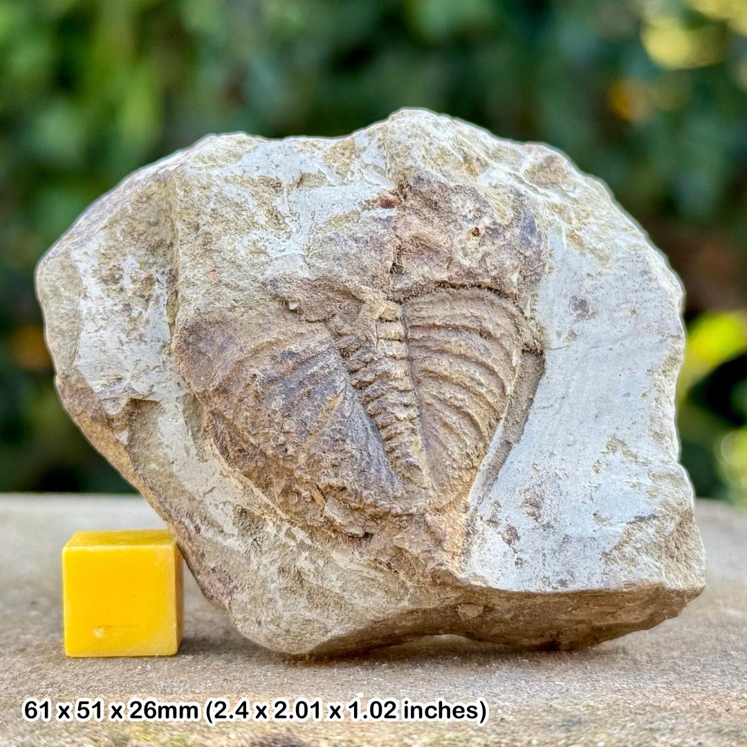 Rare Dalmanites Sp Fossil Trilobite Tail – Much Wenlock Limestone ...