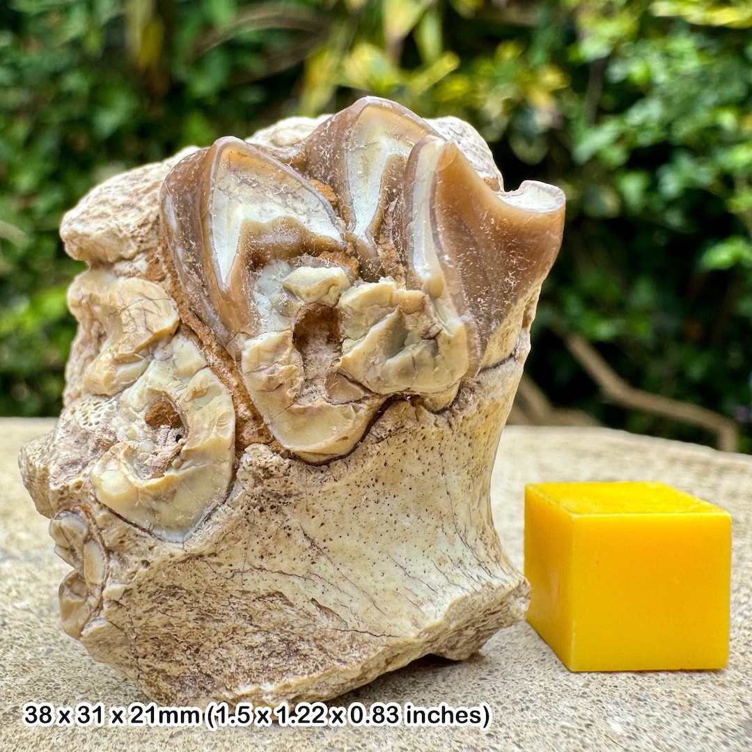 Rare Oreodont Jaw With Teeth (merycoidodon Gracilis) Fossil - Early ...