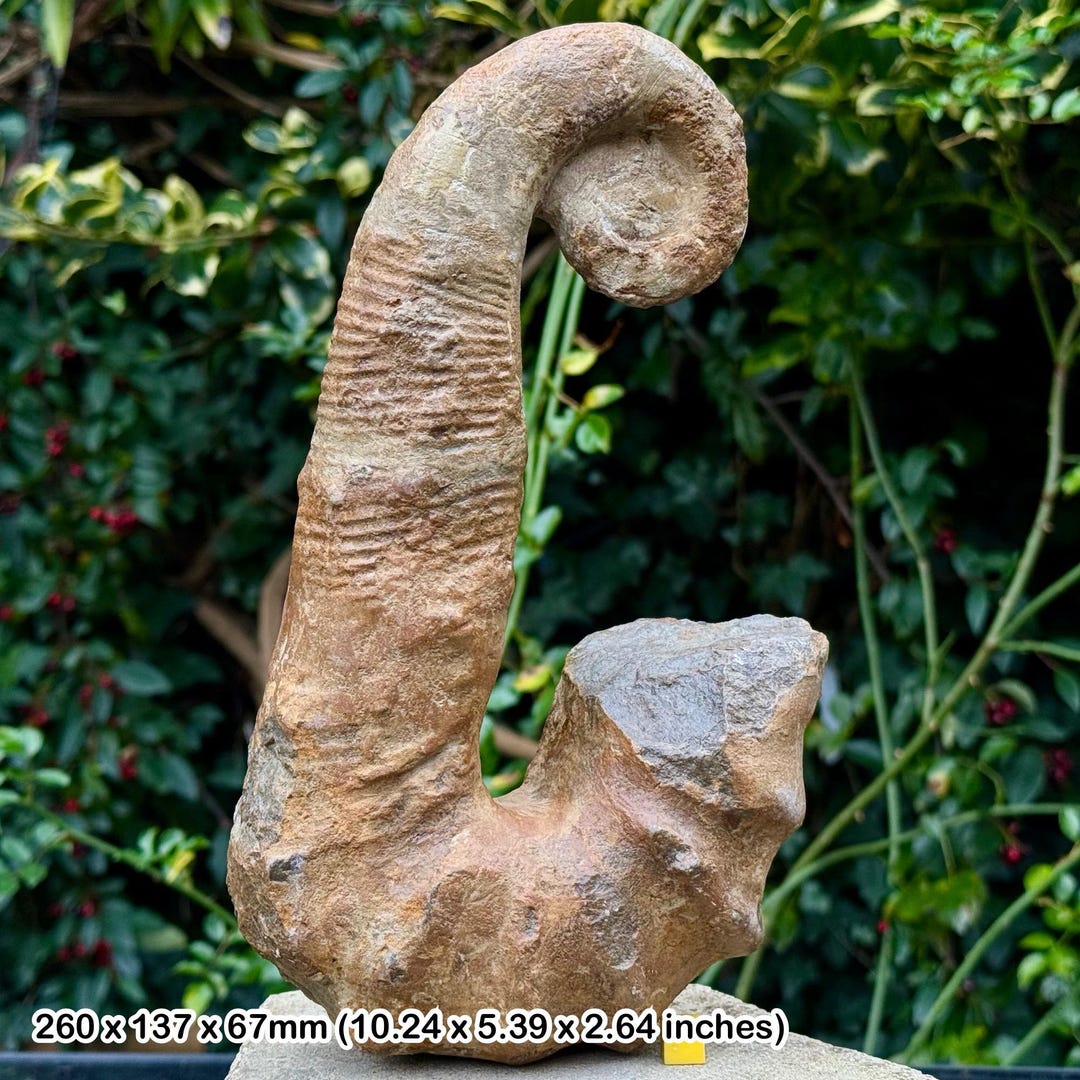 Rare Ancyloceras Heteromorph Ammonite Fossil, Knobbly Shepherd's Crook ...