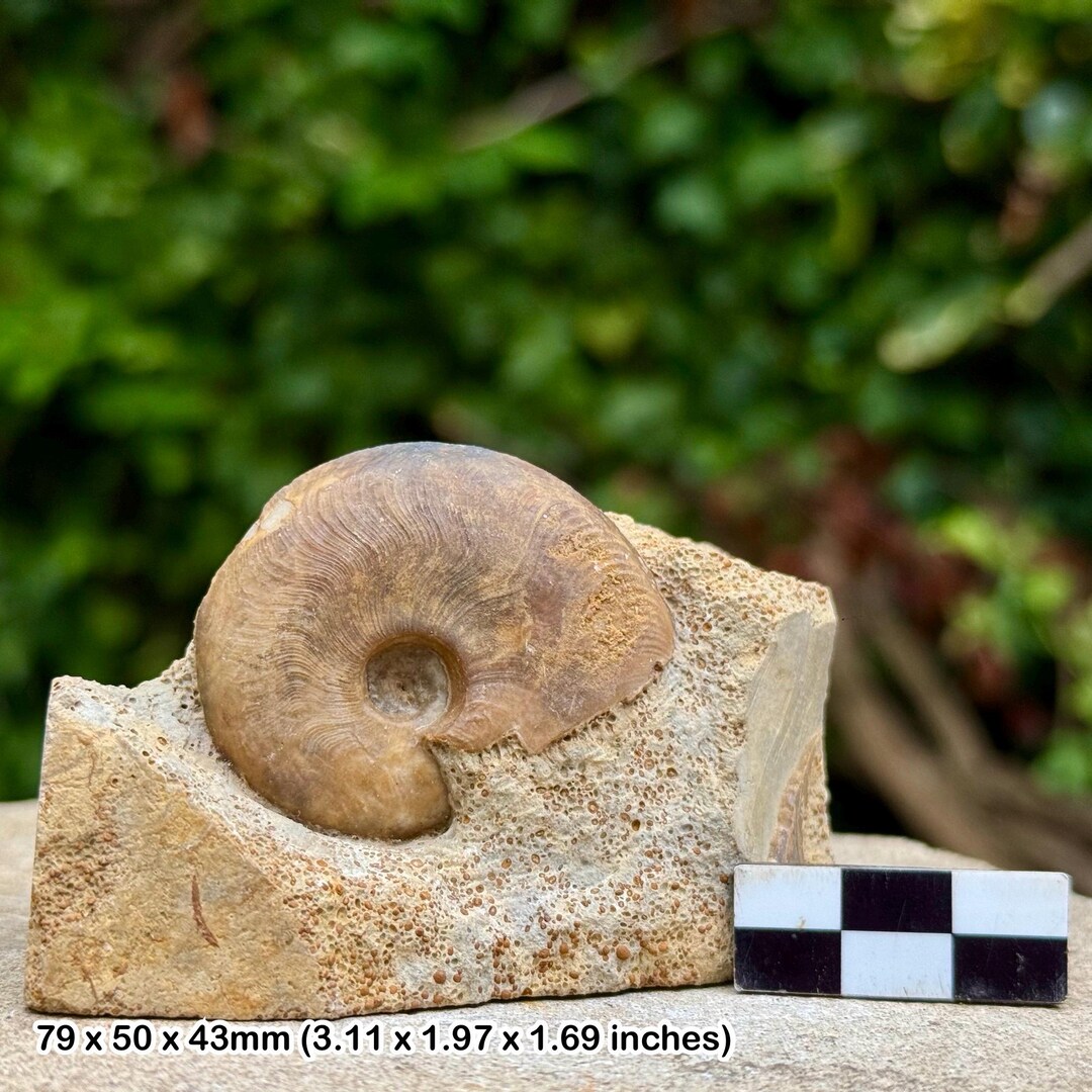Rare Fossil Ammonite Graphoceras Glevense | Jurassic Bajocian ...