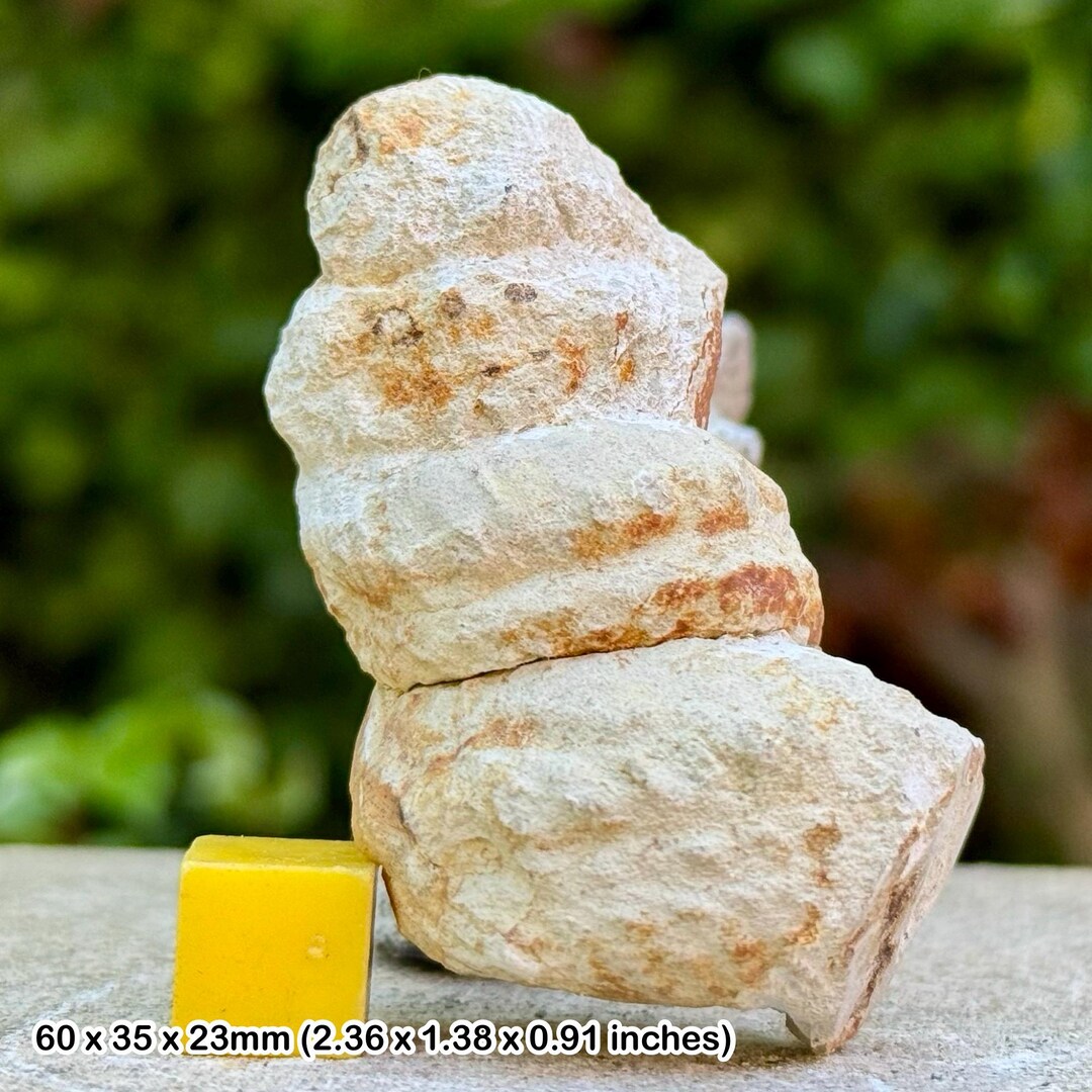 Rare Fossil Heteromorph Uncoiled Ammonite (hypoturrilites Mantelli ...