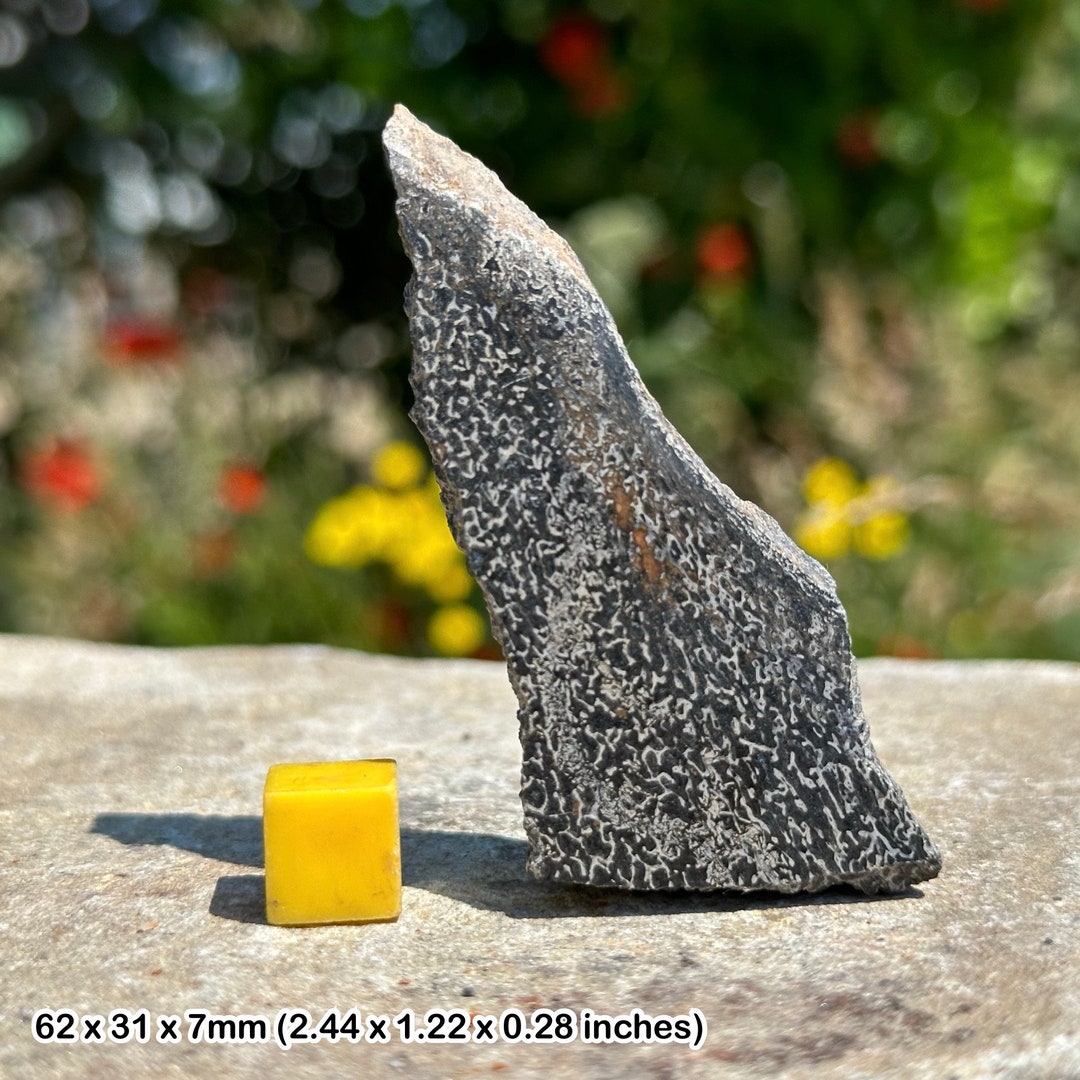 Atlasaurus Sauropod Dinosaur Slice Genuine Specimen Jurassic Morocco ...