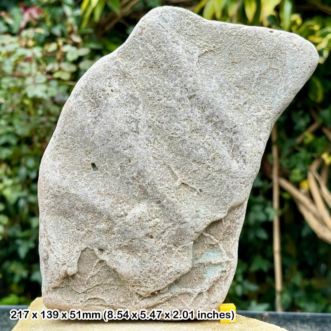 Unique Triassic Ripple Marks Trace Fossil Sidmouth Mudstone, Devon ...