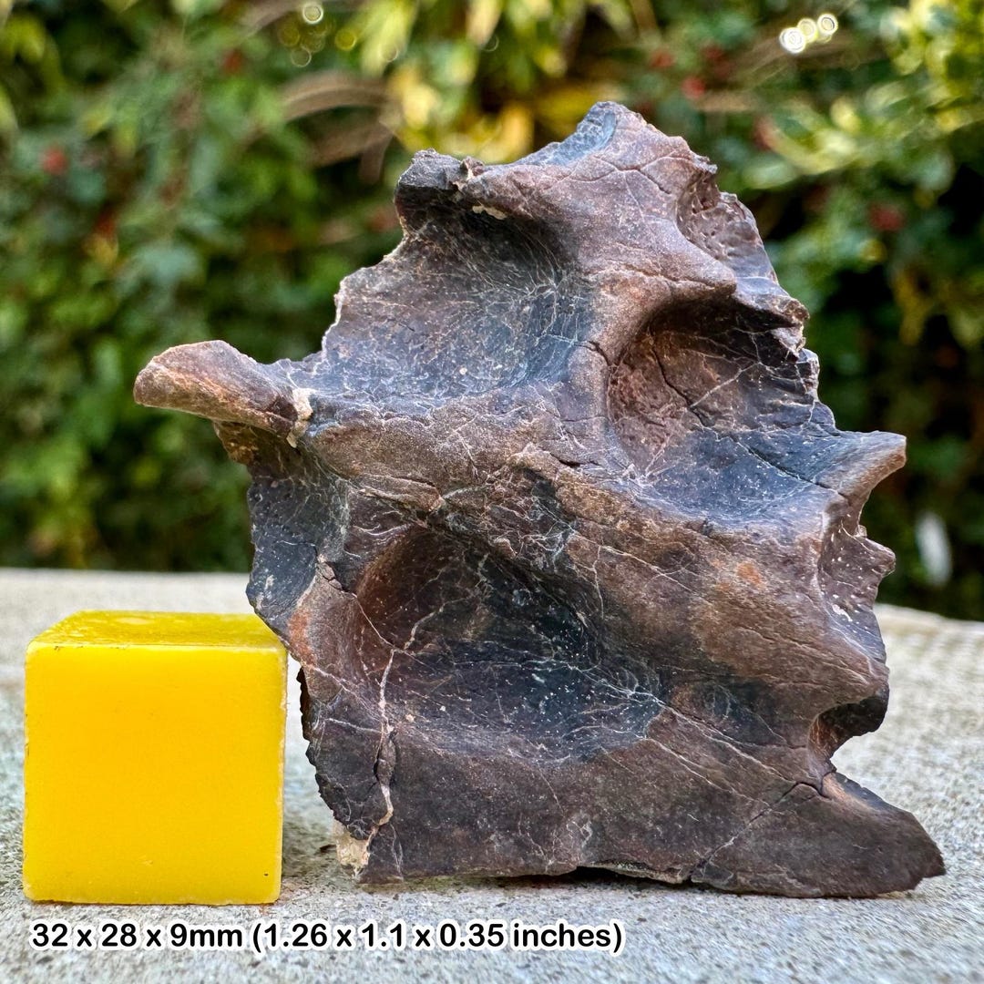Teleosaurus Fossil Scute Jurassic Era, Oxfordshire Genuine Specimen Coa ...