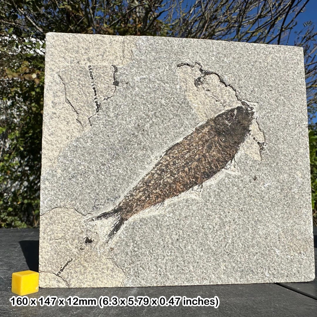 Knightia Alta Fish Fossil in Matrix - Genuine Specimen From Eocene Usa ...