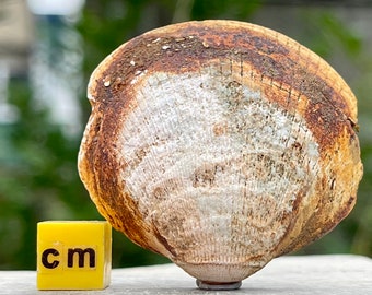 Clam Shell Fossil | Etsy