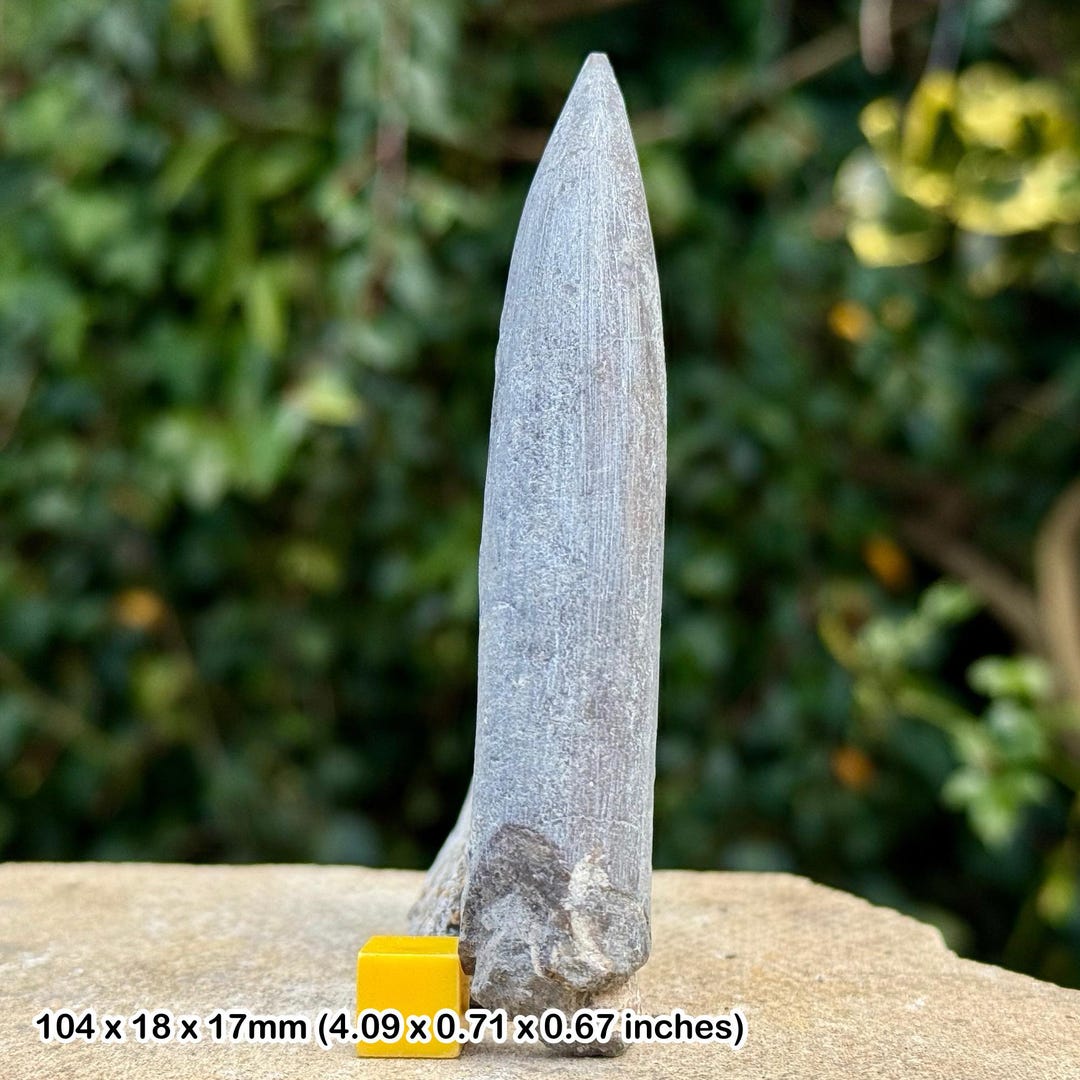 4" Rare Fossil Belemnite – Megateuthis Giganteus, Pliensbachian ...