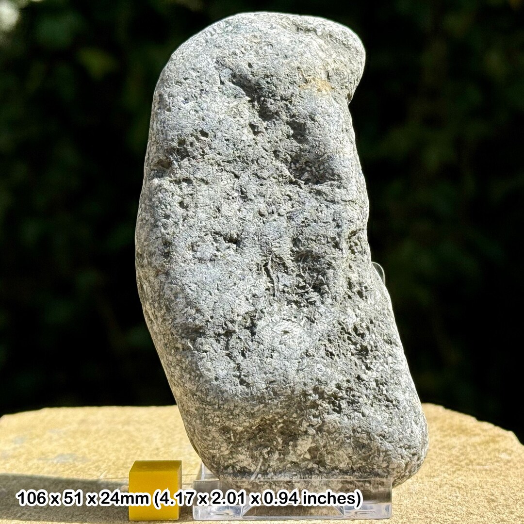 Jurassic Crinoid Star Slab Fossil on Stand Charmouth, Uk Authentic With ...