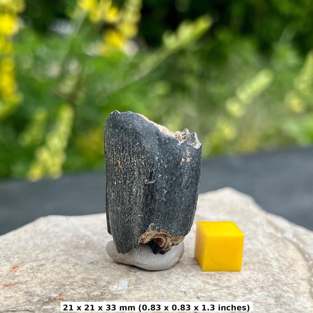 Bison Leg Bone Fossil – Genuine Pleistocene Ice Age Mammal – Uk ...