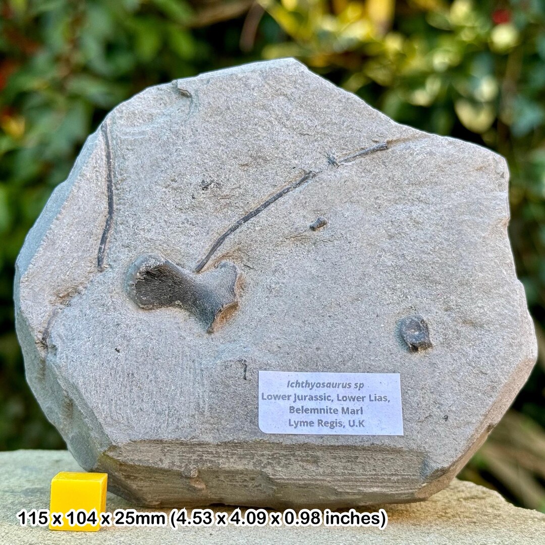 Ichthyosaurus Bone Block Fossil Jurassic Era, Lyme Regis, Uk Genuine ...