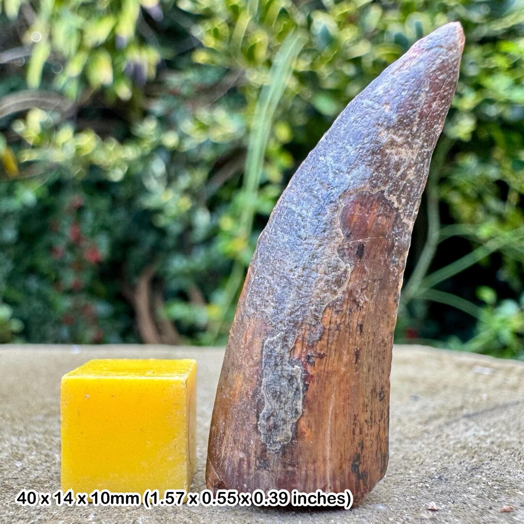 Suchomimus spinosaur Dinosaur Tooth Fossil Cretaceous, Elrhaz Formation ...