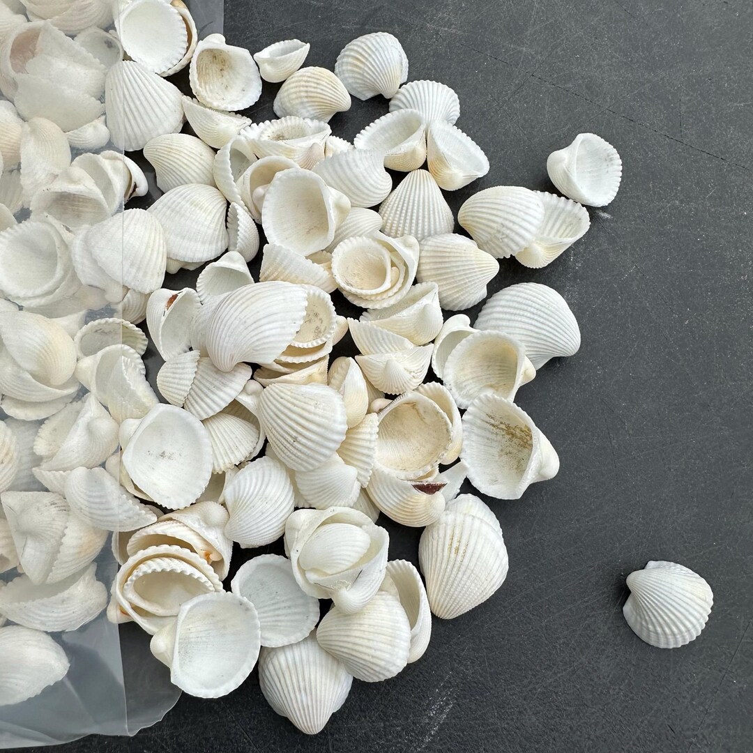500g White Cockle Shells for Beach Decor and Crafts - Etsy