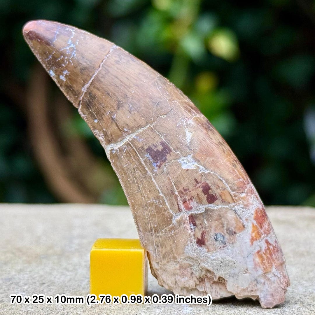 Megalosaur Dinosaur Tooth Fossil - Grade A, Cretaceous, Elrhaz ...
