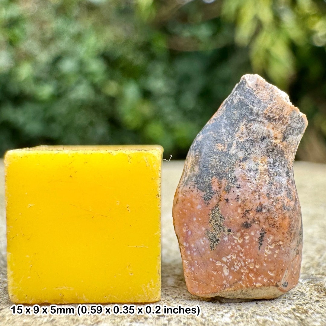 Rare Sauropod Dinosaur Tooth Fossil Jurassic Madagascar ...