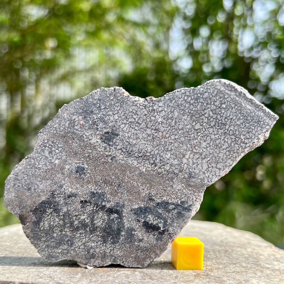 Genuine Atlasaurus Sauropod Dinosaur Bone Slice Fossil - Etsy