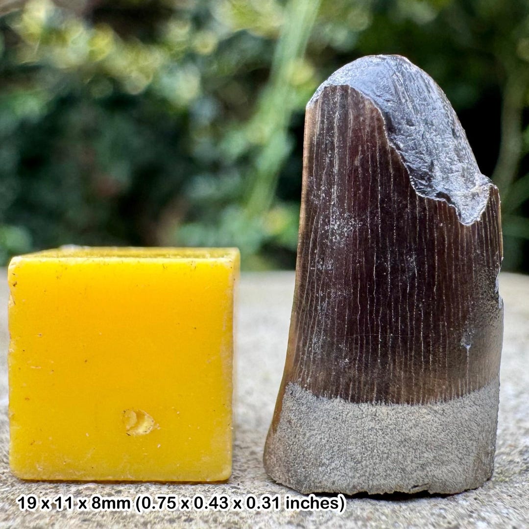 Rare Jurassic Crocodile Tooth - Metriorhynchus, Bradley Fen ...