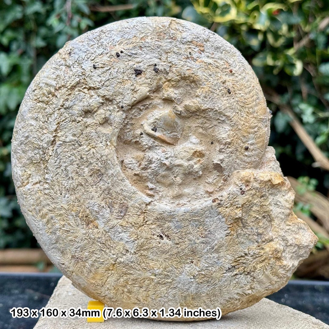8" Harpoceras Fossil Ammonite | Jurassic Beacon Limestone Ilminster ...