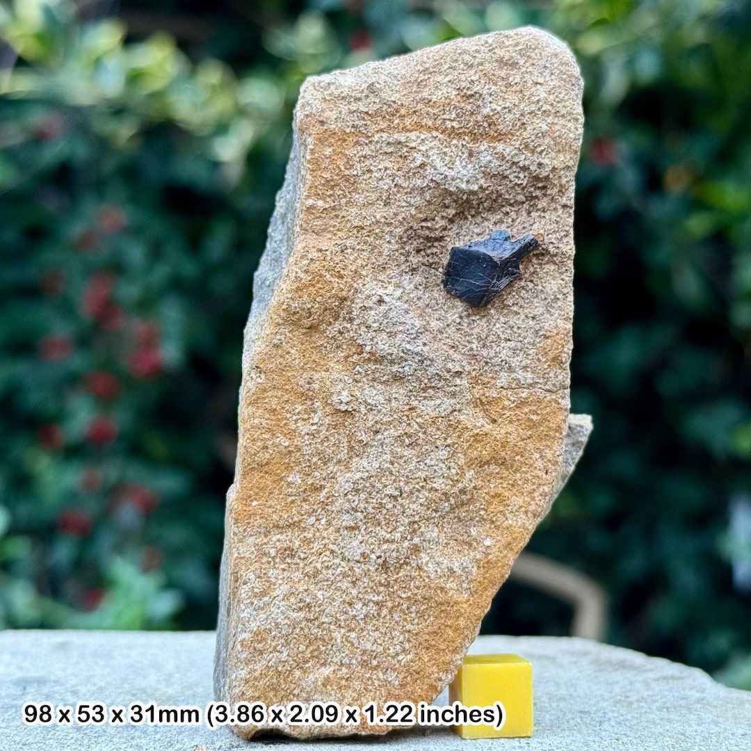 Fossil Fish Scale | Cretaceous Era | Genuine Specimen | Cert. of ...