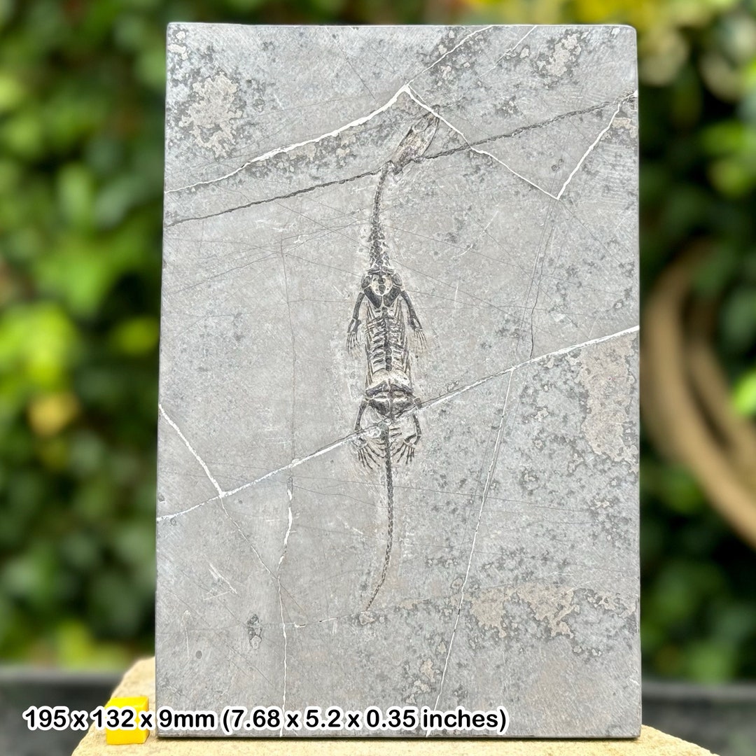 Keichousaurus Hui Dinosaur Reptile Fossil, Formation Guanling, Triassic ...