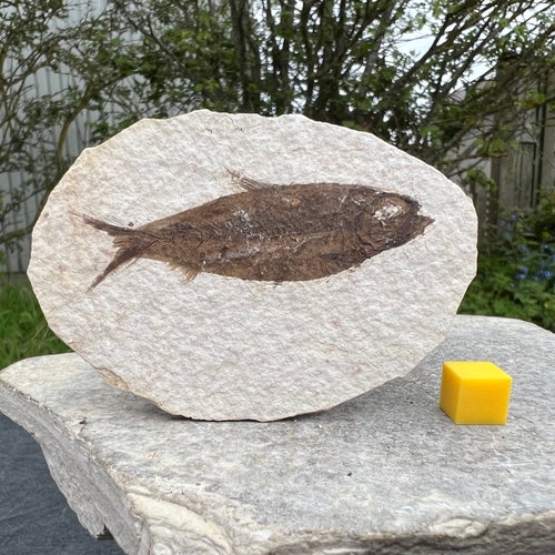 Fossil Knightia Alta Fish in Matrix Authentic Prehistoric - Etsy