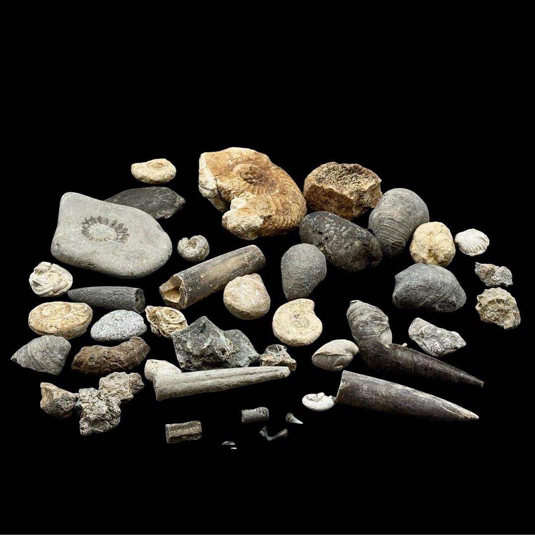British Jurassic Fossil Mix 1kg 43 X Specimens Dorset Somerset Uk ...