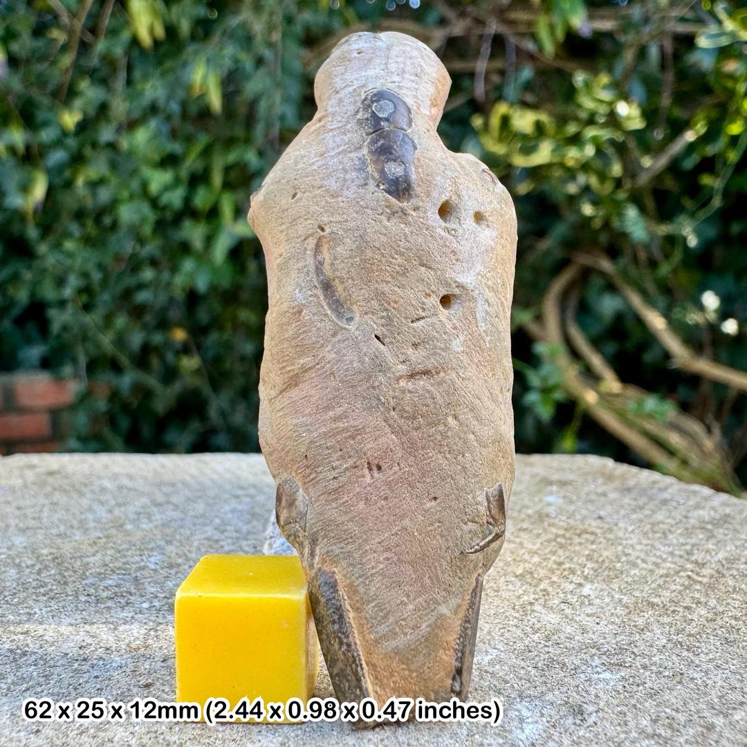 Rare Thalassina Lobster (mangrove Mud Lobster) Fossil – Miocene ...