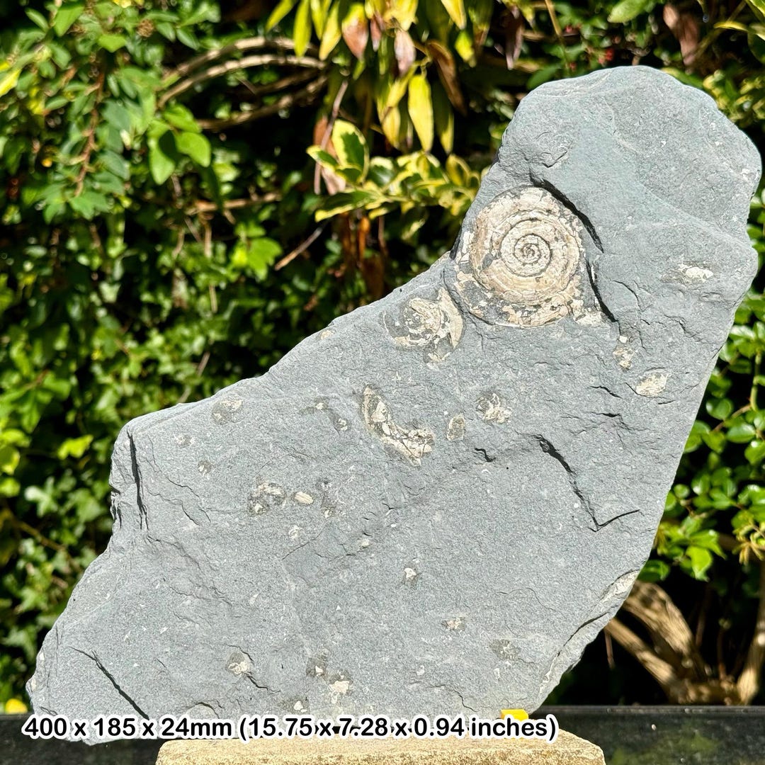 Authentic Psiloceras Planorbis Ammonite Fossil Blue Lias Jurassic ...