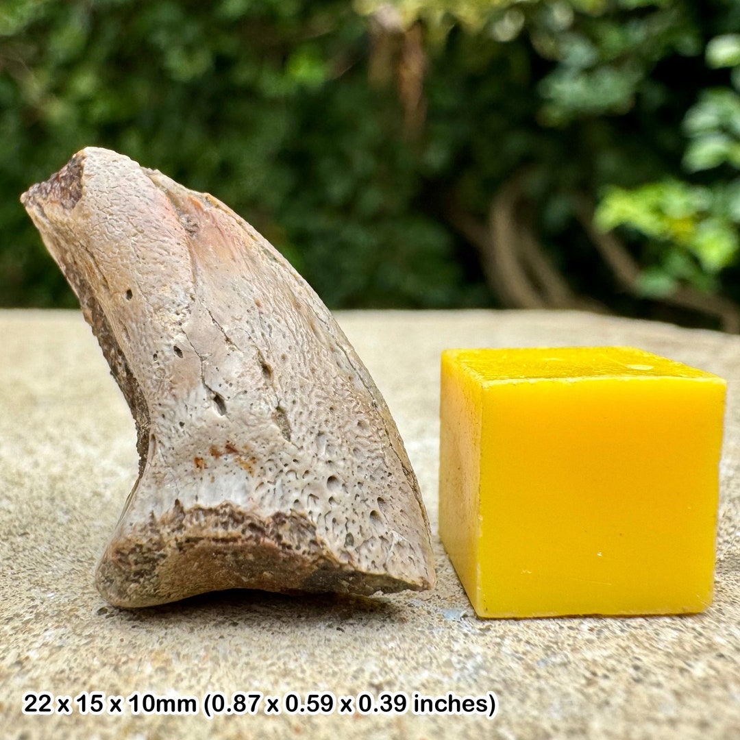 Authentic Majungasaurus Dinosaur Claw Fossil Cretaceous Maevarano ...