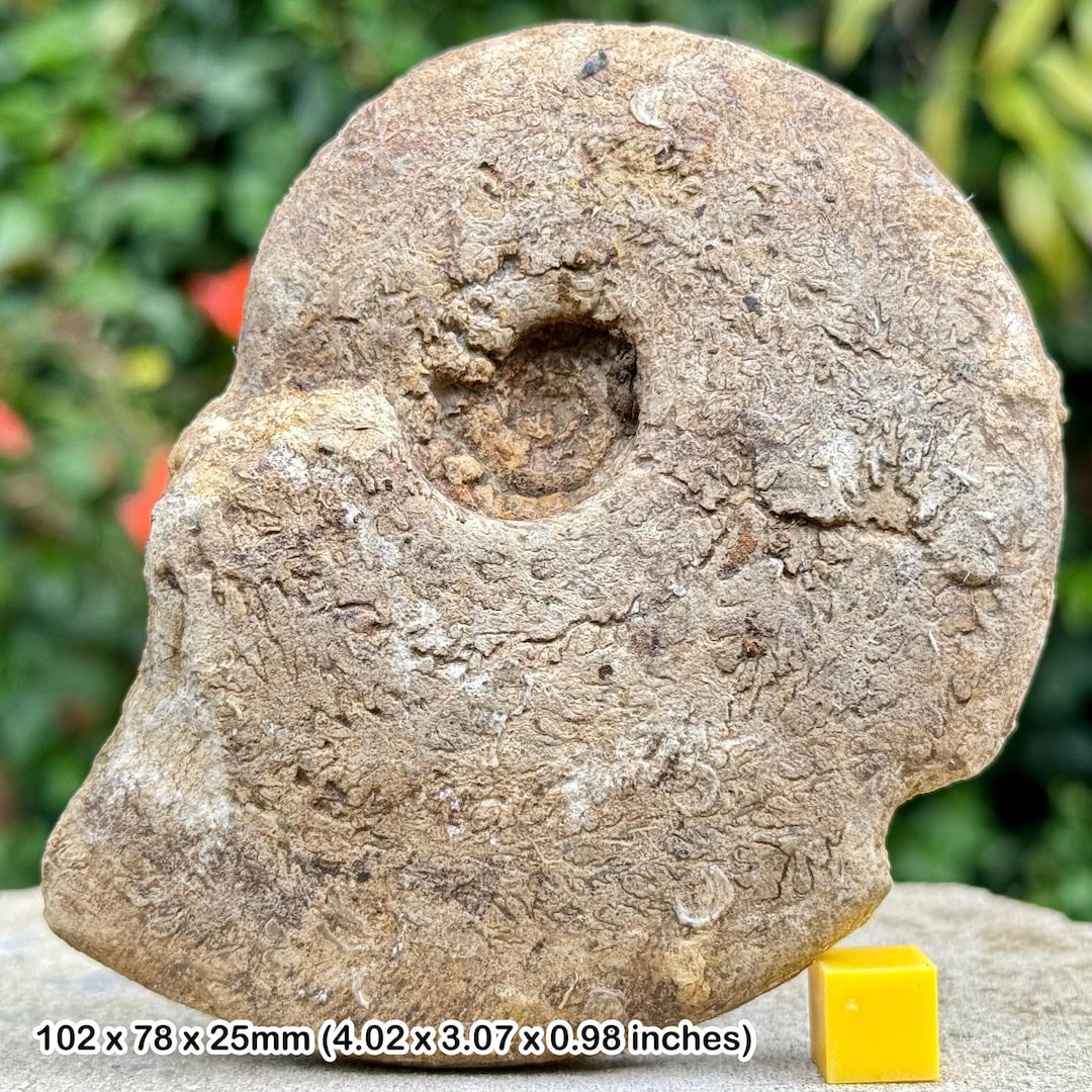 Hildoceras Subplanatum Ammonite Fossil - Jurassic Beacon Limestone ...