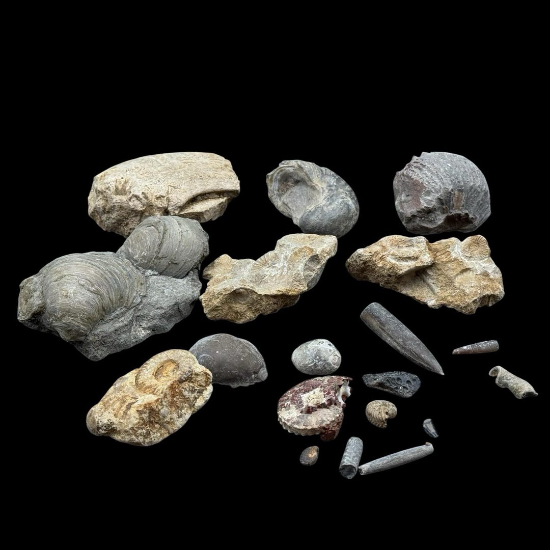 1kg British Fossil Mix X 20 | Jurassic Dorset & Somerset Fossils ...
