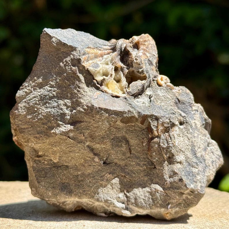 Very Rare Fossil Ammonite Sphenodiscus Lobatus – Fox Hills Formation ...