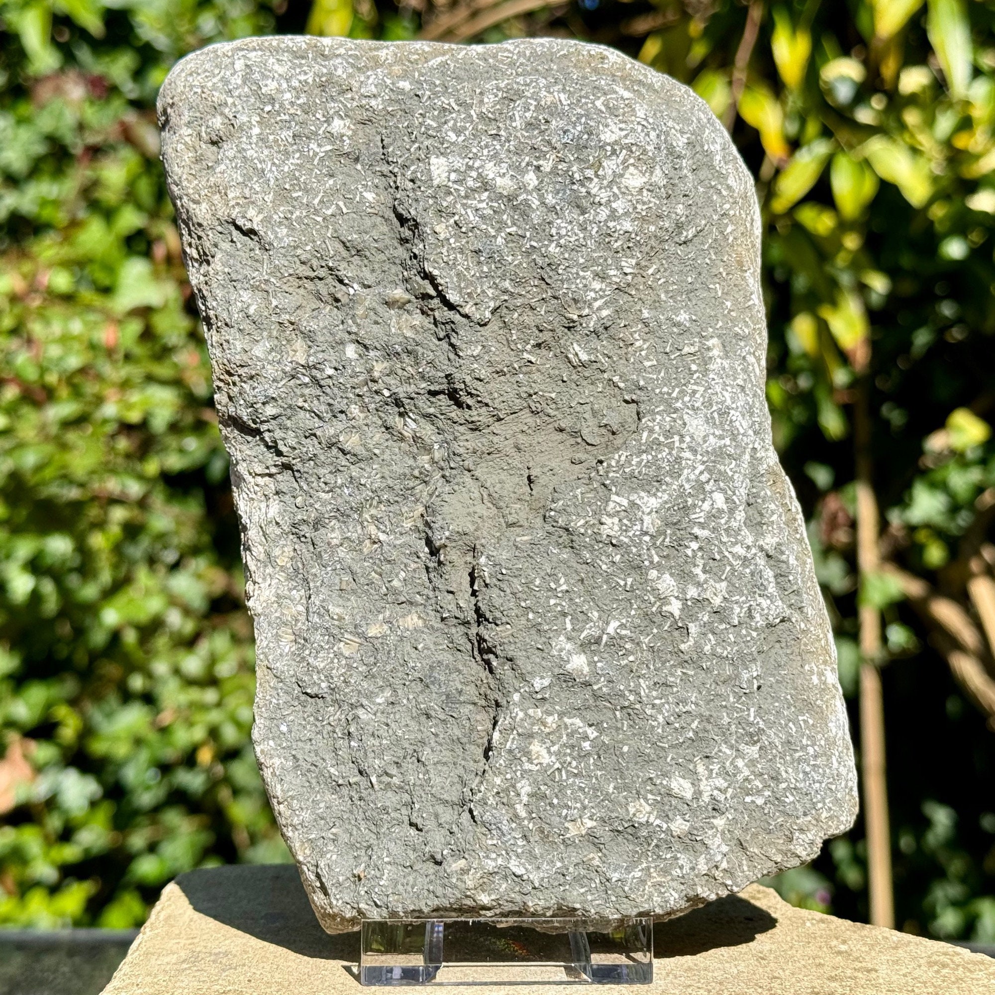 Jurassic Crinoid Star Slab Fossil on Stand - Charmouth, Uk - Authentic ...