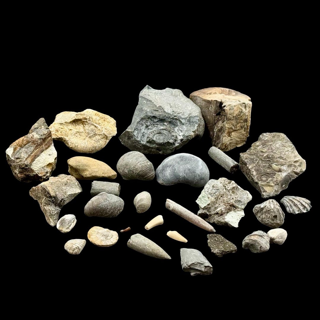 British Jurassic Fossil Mix 1kg 28 X Specimens Dorset Somerset Uk ...