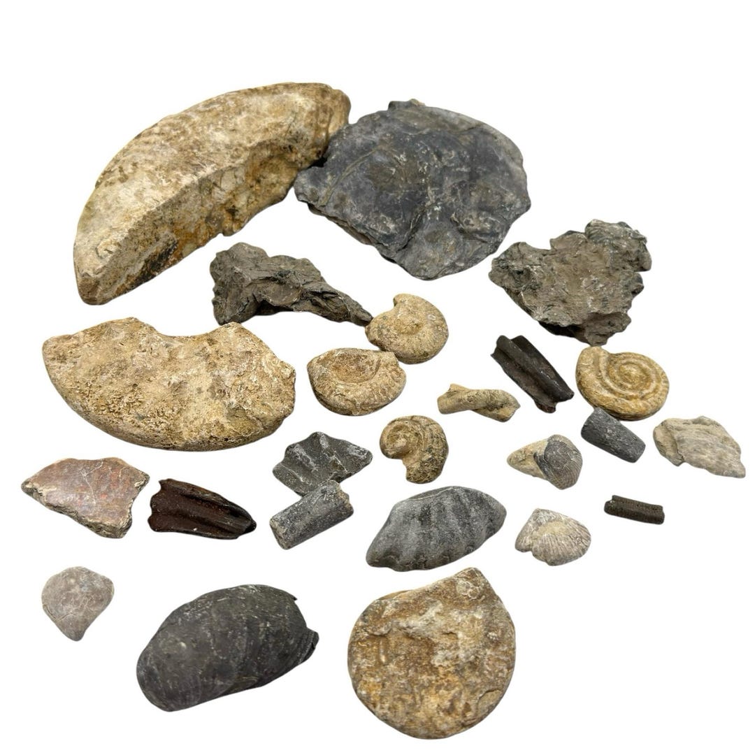 1kg Bulk Jurassic Coast 24 X Fossils Budget Mix Dorset and Somerset Lot ...