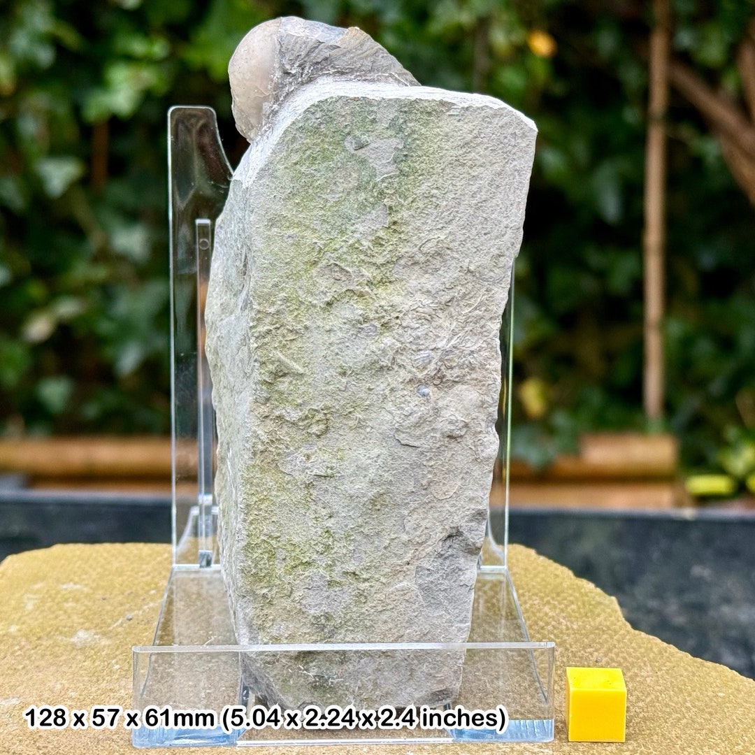 Genuine Gryphaea (devil's Toenail) Shell Fossil With Stand - Blue Lias ...