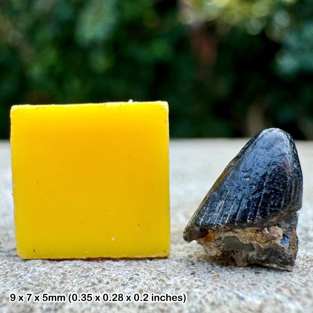 Rare Fossil Crocodile Tooth Theriosuchus Sp., Cretaceous, Ashdown ...