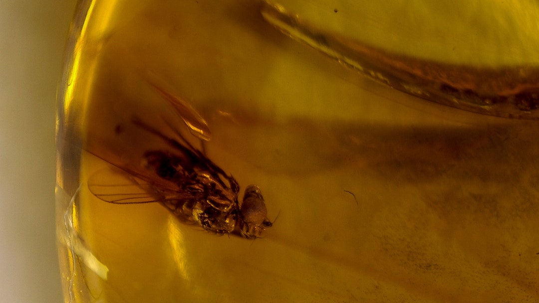 Genuine Baltic Amber Fossil With Fly Insect Inclusion - Etsy
