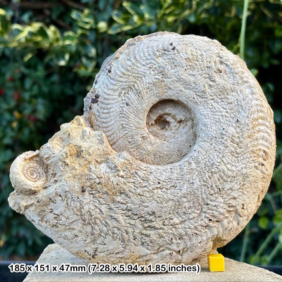 8" Harpoceras Fossil Ammonite (female + Male) - Jurassic, Beacon ...