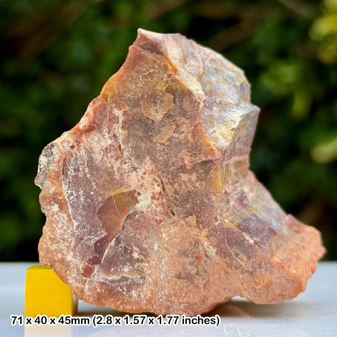 Pentoxylon Australian Red Petrified Wood Fossil Jurassic Miles ...
