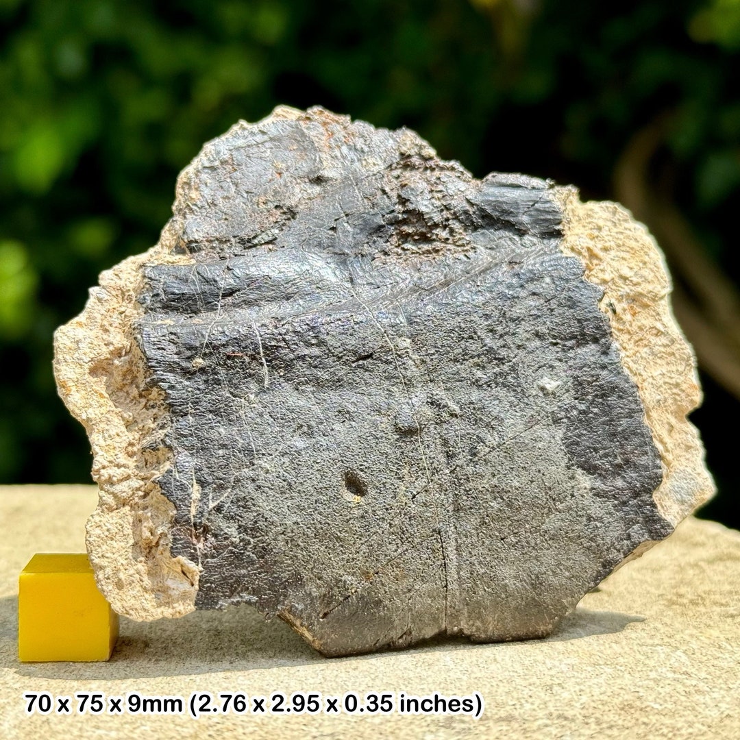 Large Fossil Turtle Shell & Bone Cretaceous Durlston Formation Swanage ...