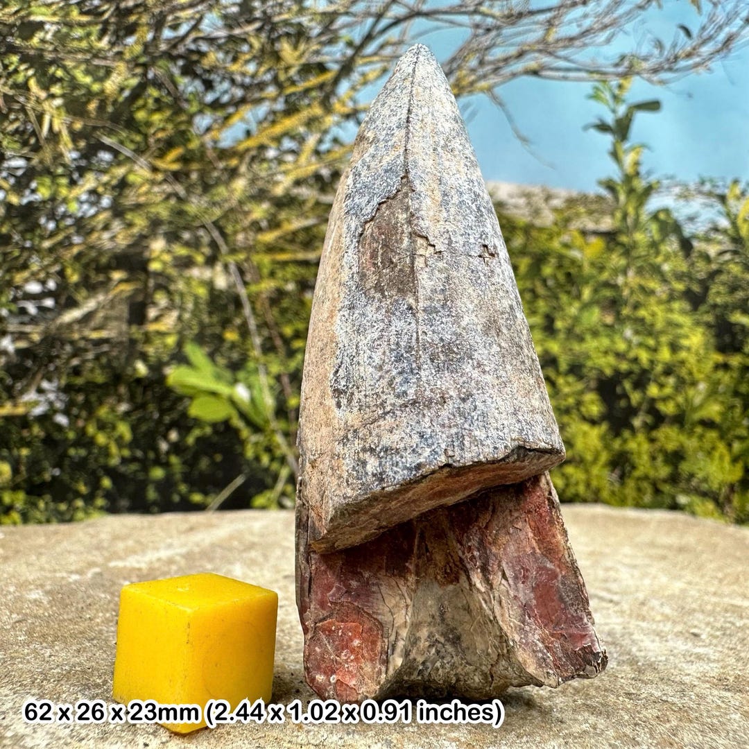 Sarcosuchus 'super Croc' Crocodile Tooth Fossil Cretaceous Period ...